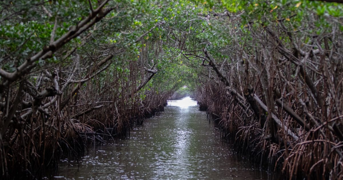DeSantis is using nature to fight climate change - ACC Action